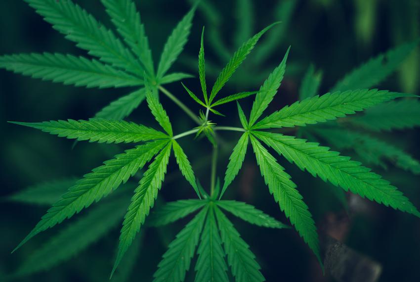 Marijuana as a MAT Prescription - Untested, Unproven, and Unwise